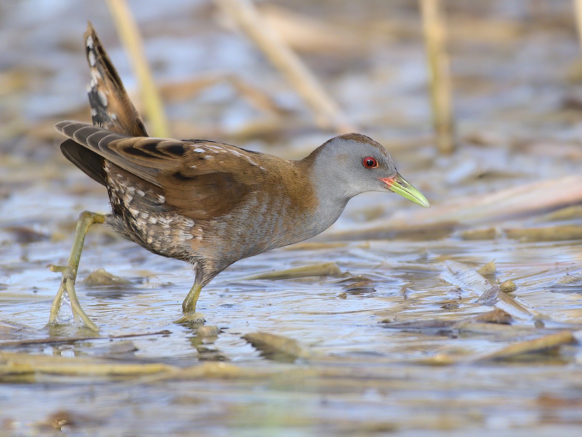 Little Crake - Zapornia parva - Birds of the World