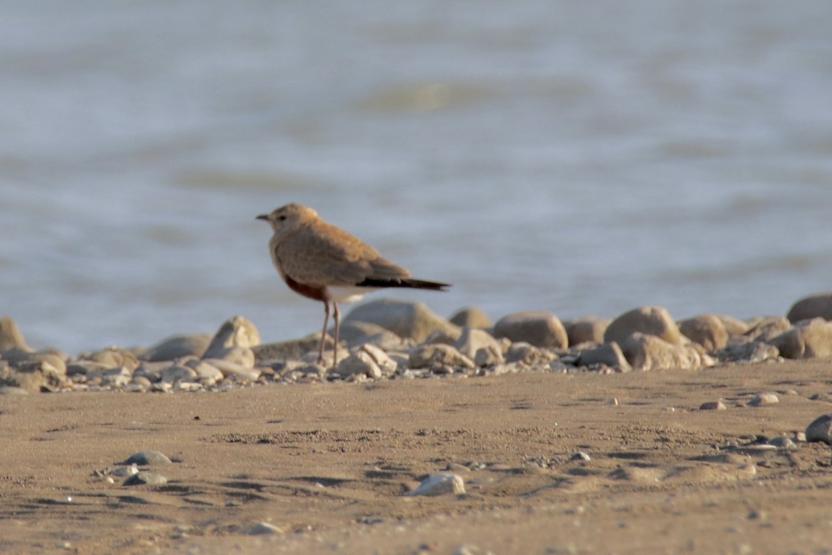 eBird Checklist - 10 Jul 2023 - Tono River estuary - 5 species