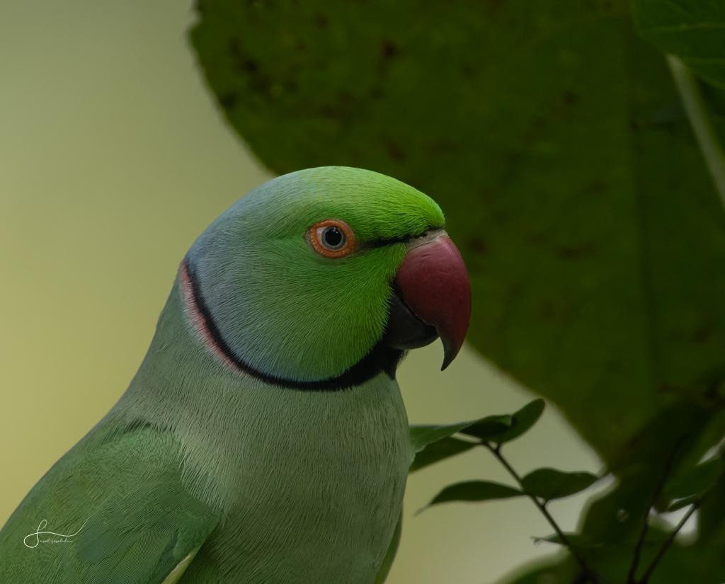 eBird Checklist - 10 Sep 2022 - PERSONAL LOCATION - 1 species