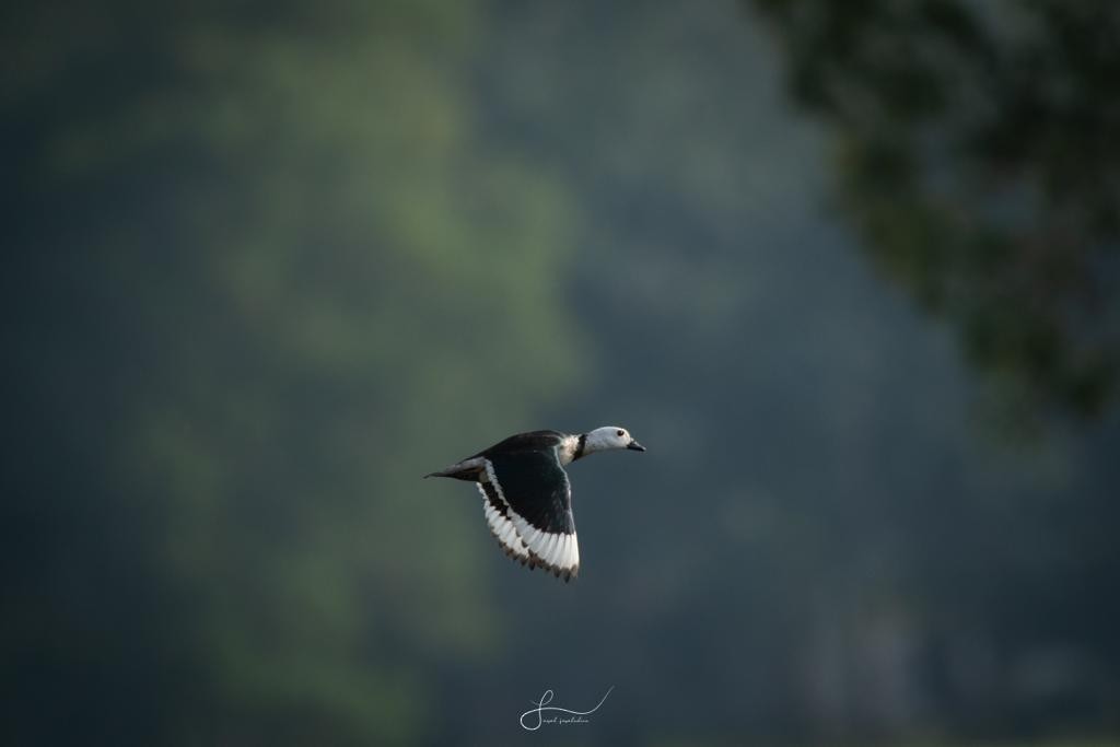 eBird Checklist - 8 Sep 2022 - Pavubma-Thodiyoor Bridge Road, Pavumba ...