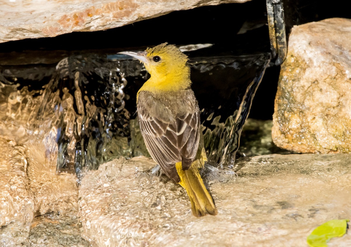 eBird Checklist - 17 Jul 2023 - Big Morongo Canyon Preserve - 19 species