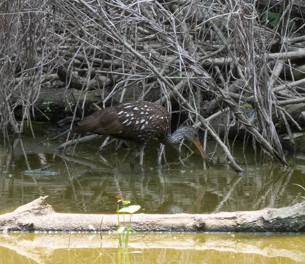eBird Checklist - 18 Jul 2023 - Shawnee Lookout--Boat Ramp - 1 species