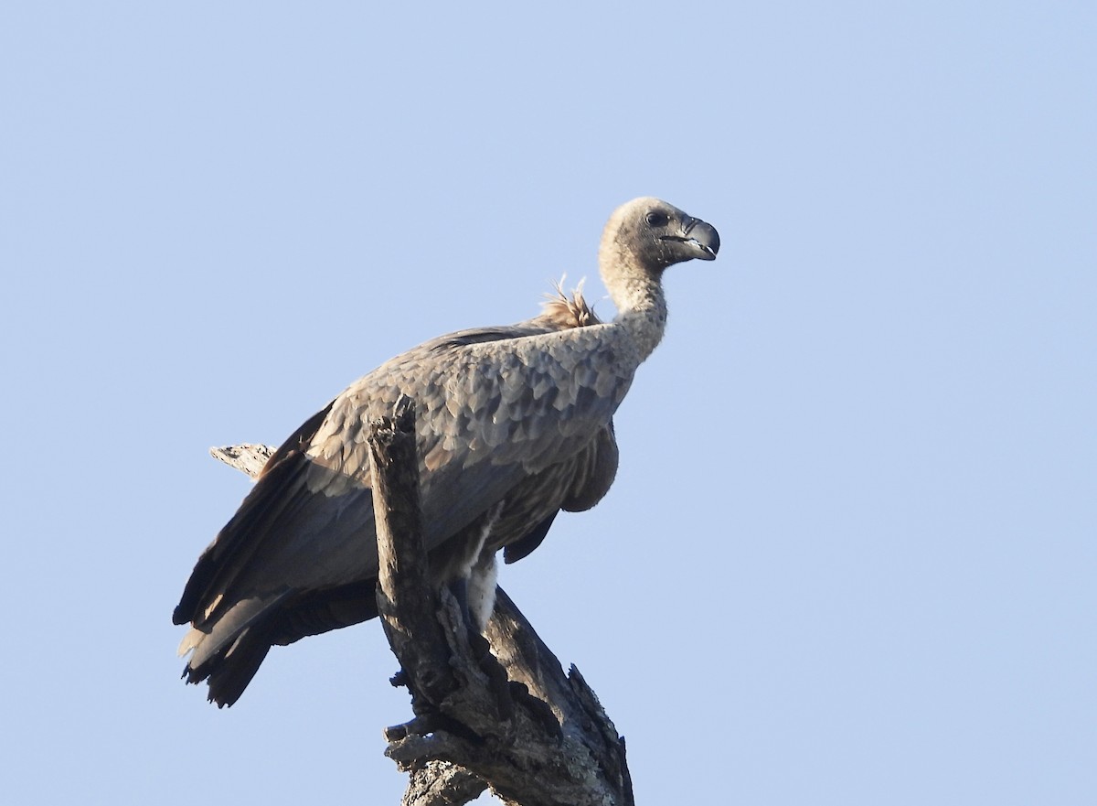 eBird Checklist - 5 May 2023 - South Africa, Shiduli Private Game Lodge ...