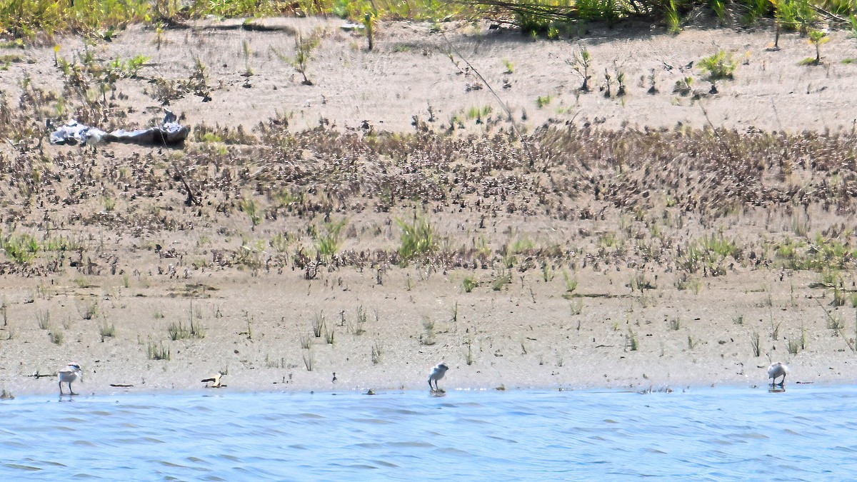 eBird Checklist - 18 Jul 2023 - Presque Isle SP--Gull Pt. - 23 species (+1 other taxa)