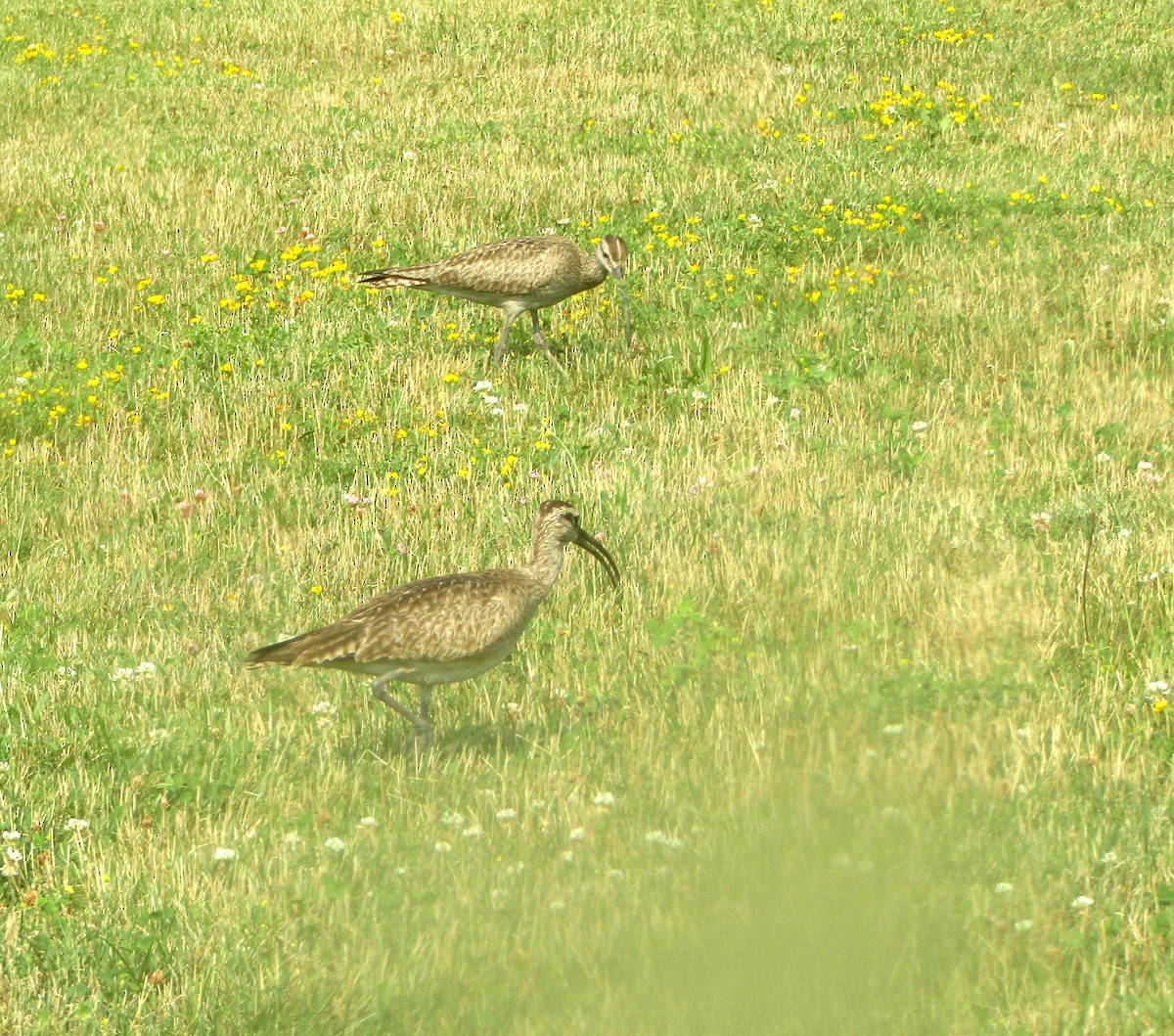 New York Breeding Bird Atlas Checklist - 18 Jul 2023 - Slater Creek ...