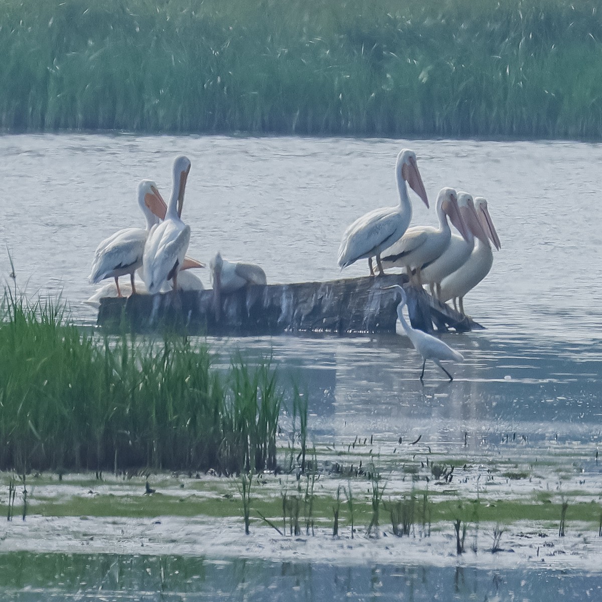 eBird Checklist - 18 Jul 2023 - Hog Island WMA - 58 species