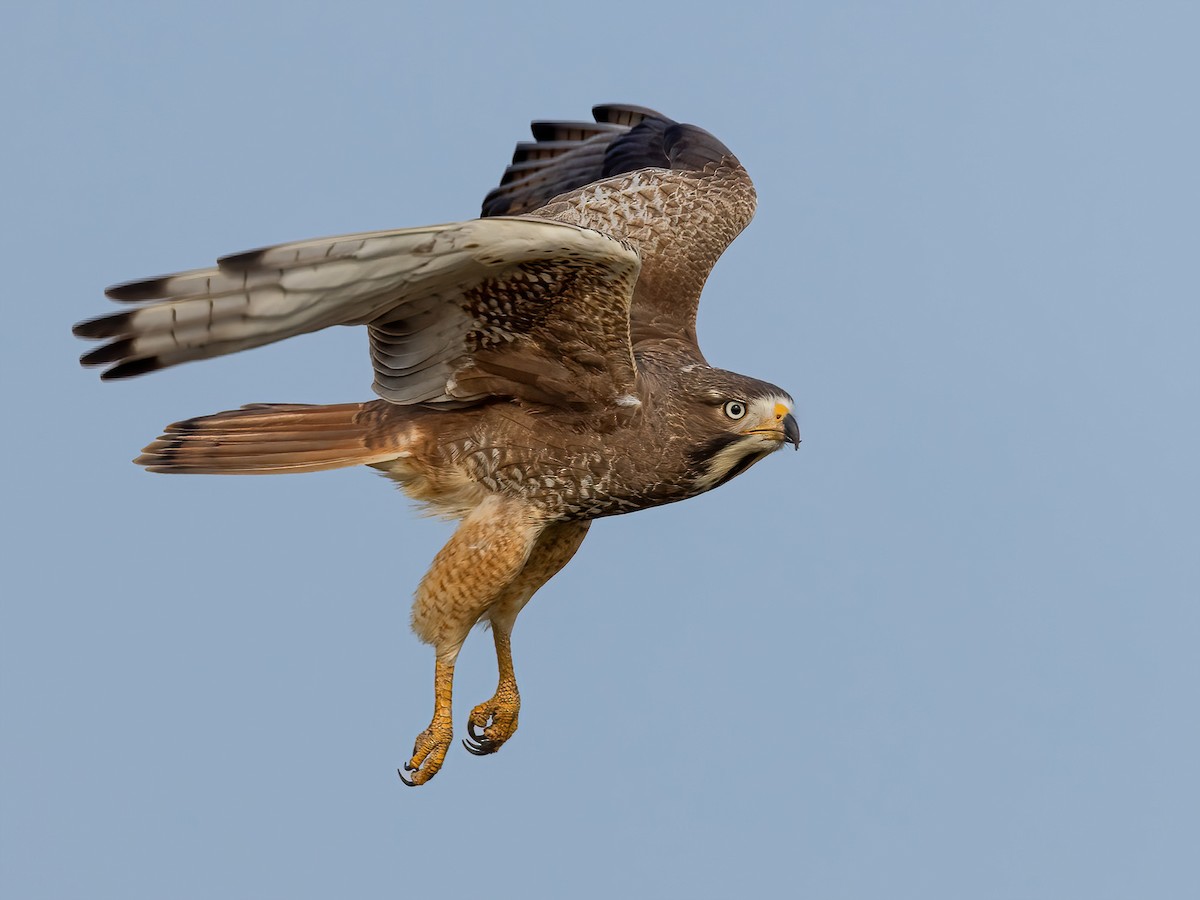 White-eyed Buzzard - Butastur teesa - Birds of the World