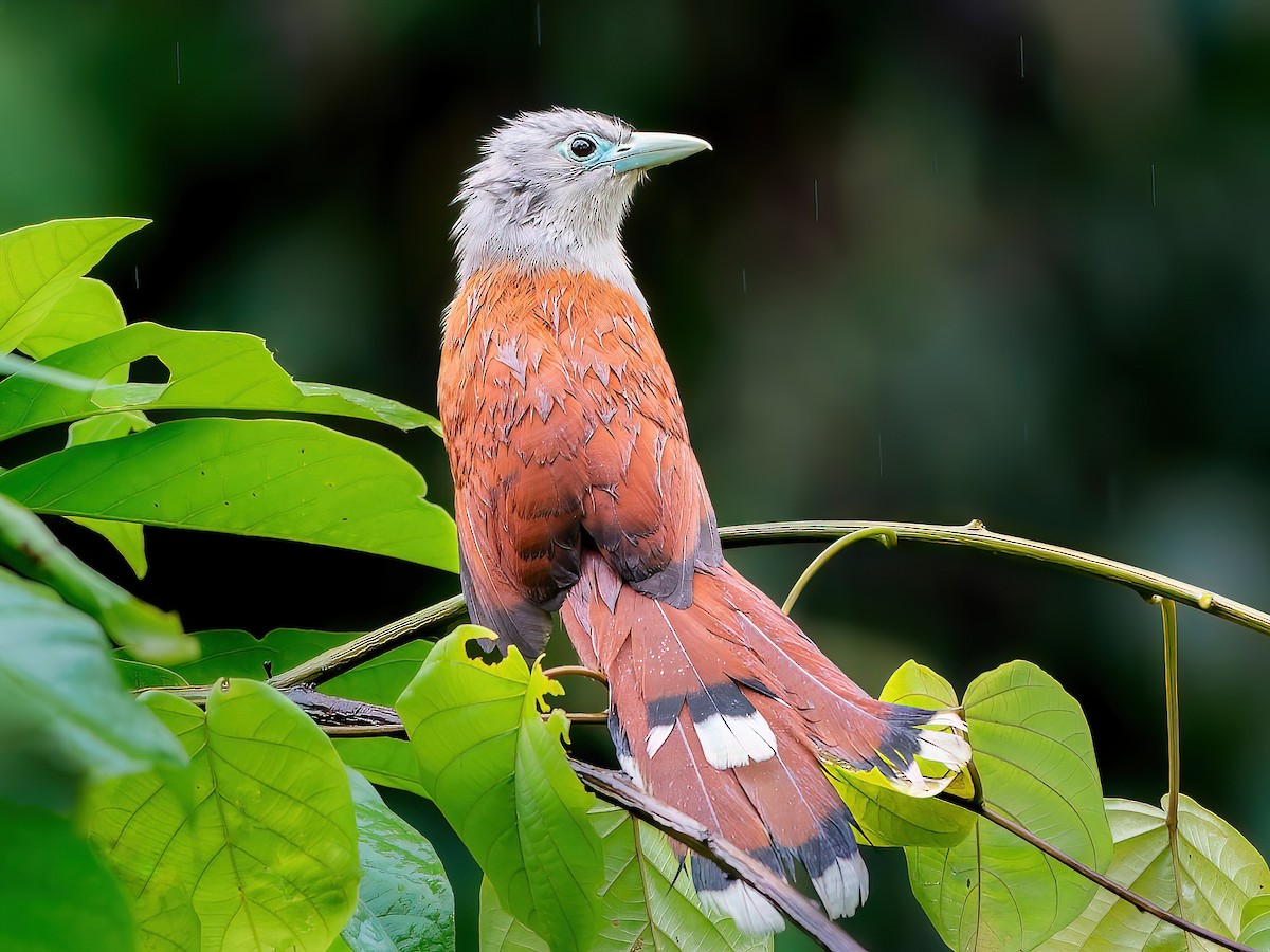 Raffles's Malkoha - Rhinortha chlorophaea - Birds of the World