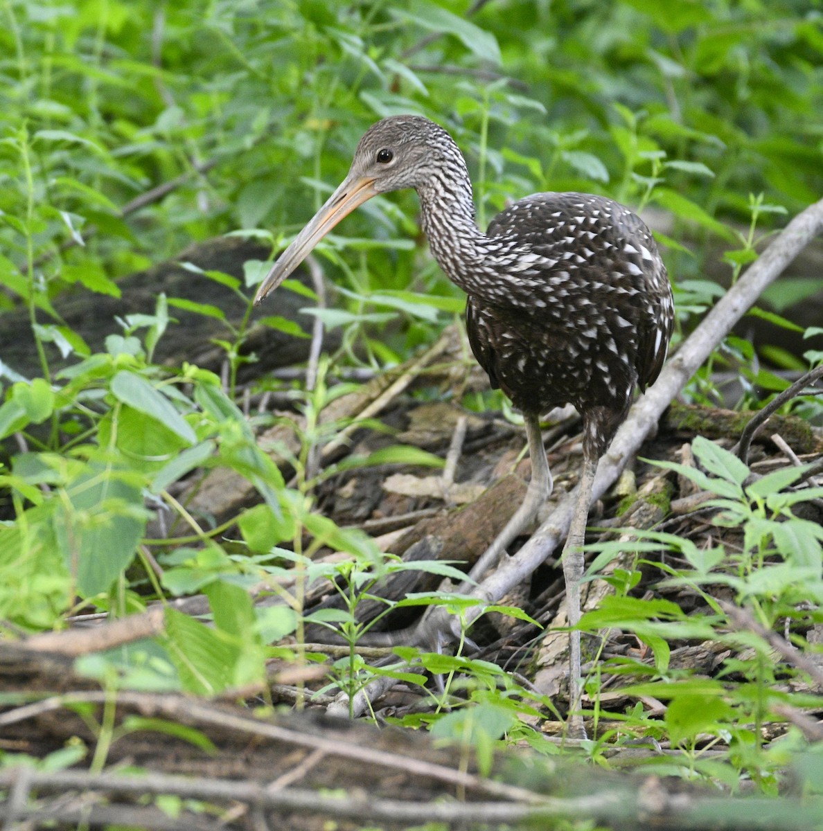 eBird Checklist - 18 Jul 2023 - Shawnee Lookout--Boat Ramp - 2 species