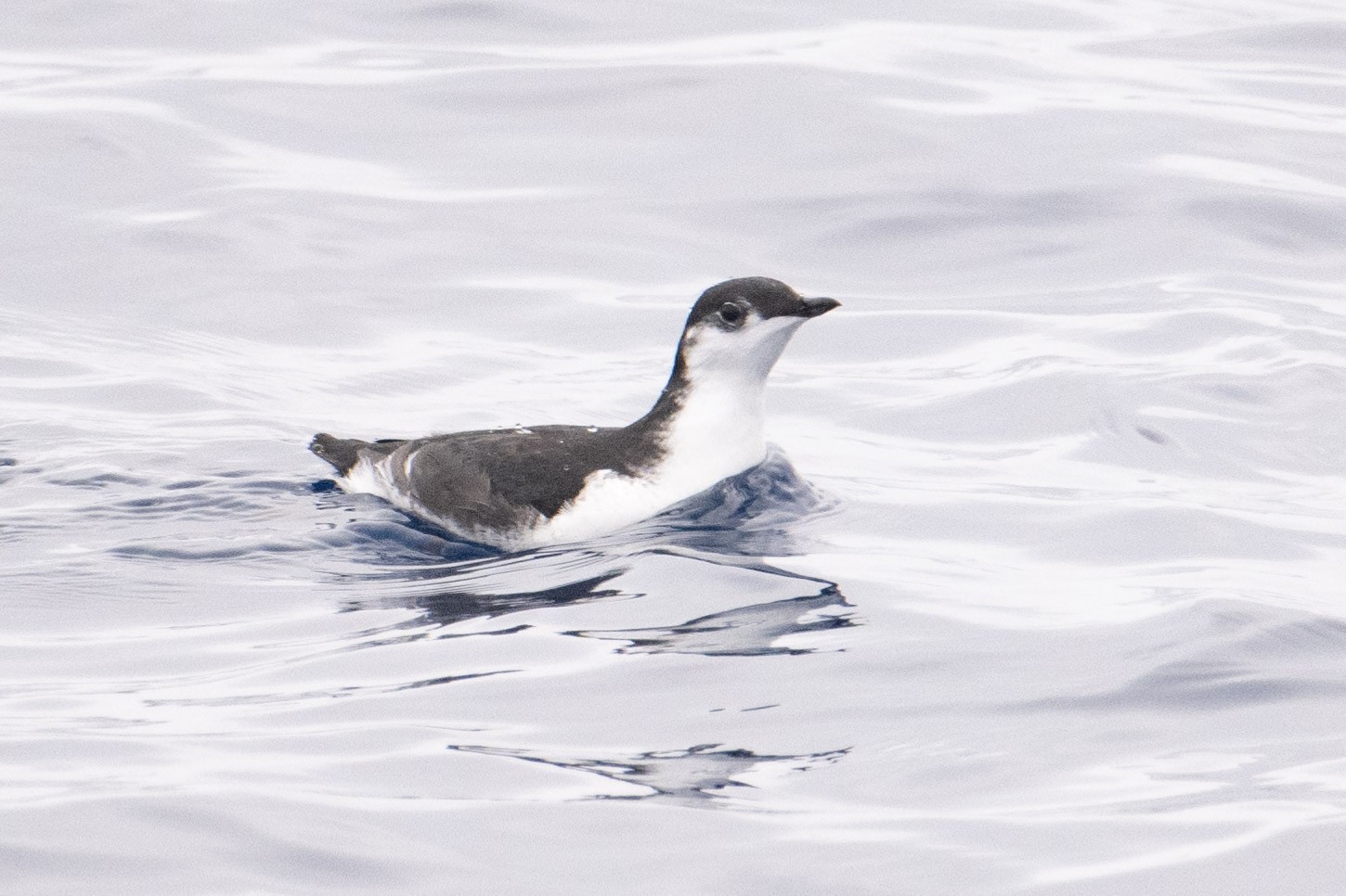 Scripps's/Guadalupe Murrelet (Xantus's Murrelet) - eBird