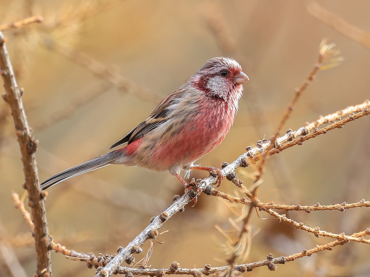 Long-tailed Rosefinch - Carpodacus sibiricus - Birds of the World