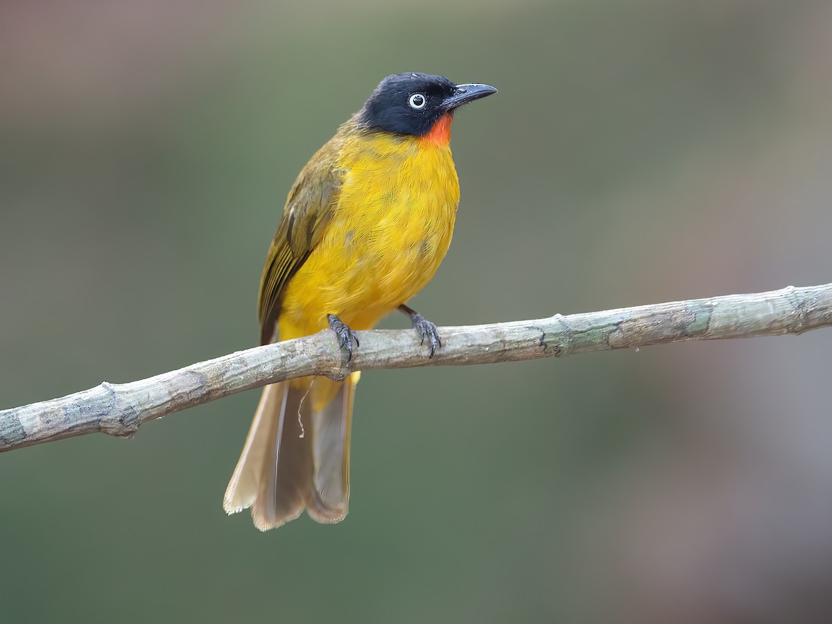 Flame-throated Bulbul - Rubigula gularis - Birds of the World