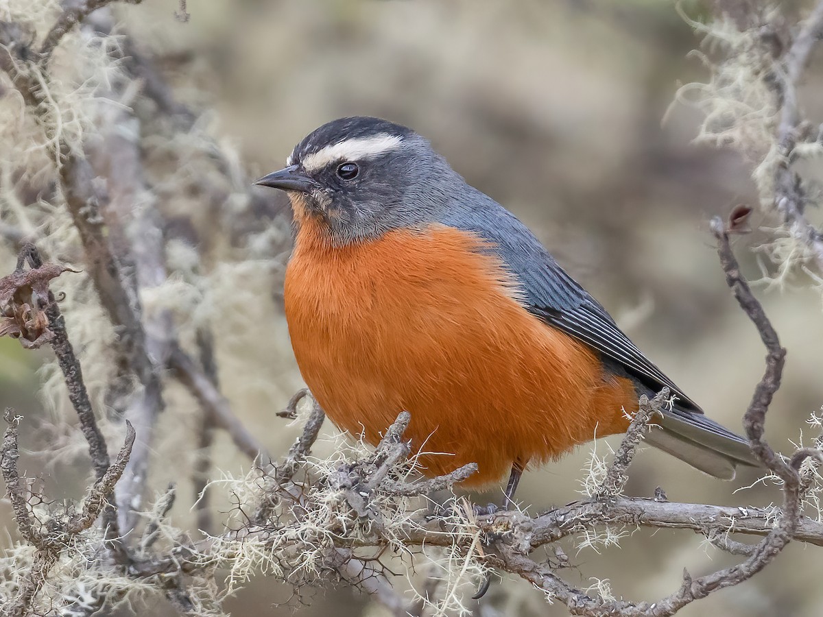 White-browed Conebill - Conirostrum ferrugineiventre - Birds of the World