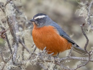 White-browed Conebill - Conirostrum ferrugineiventre - Birds of the World