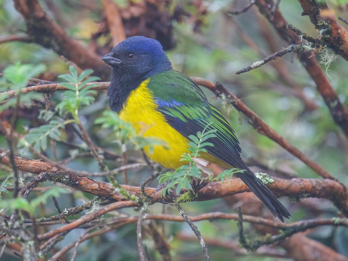 Black-chested Mountain Tanager - Cnemathraupis eximia - Birds of the World