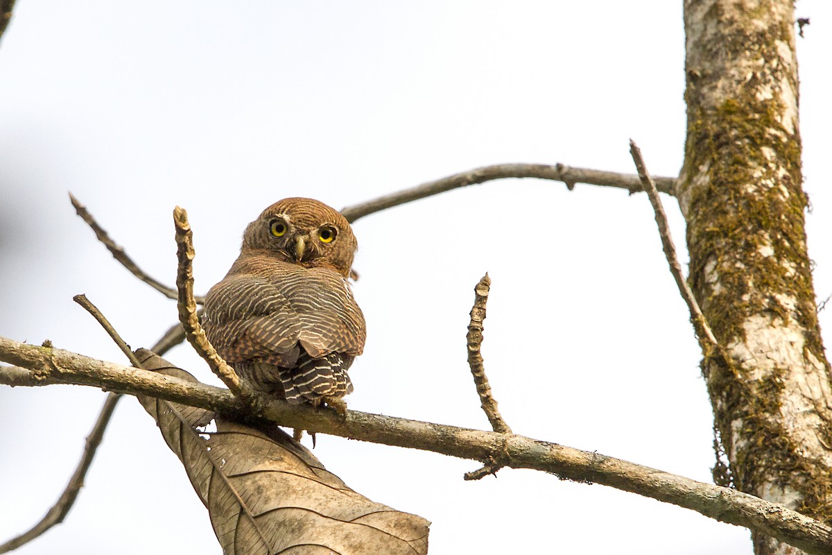 eBird India Checklist - 9 Jan 2018 - Thattekkad Bird Sanctuary--General ...