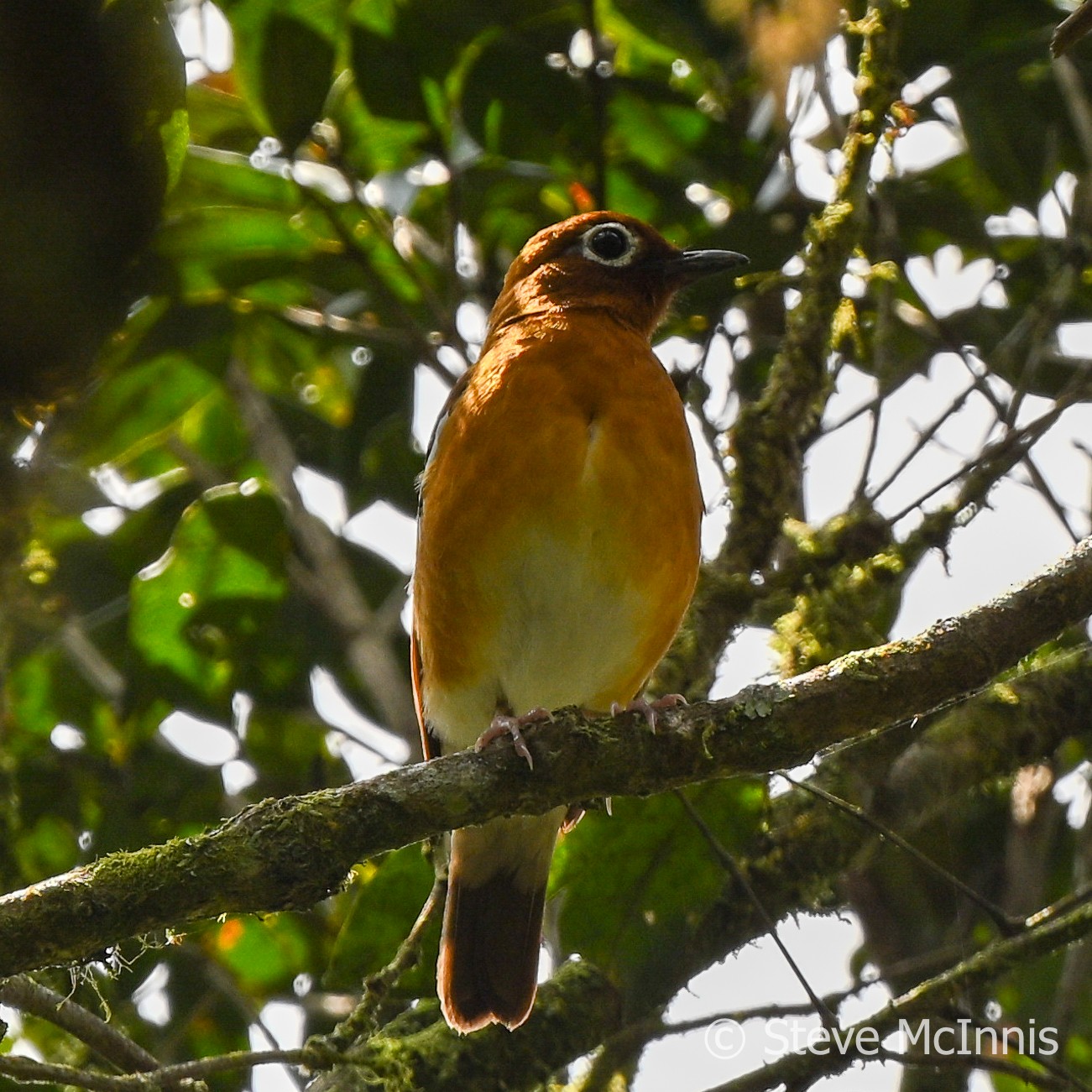 Abyssinian Ground-Thrush (Kivu) - eBird