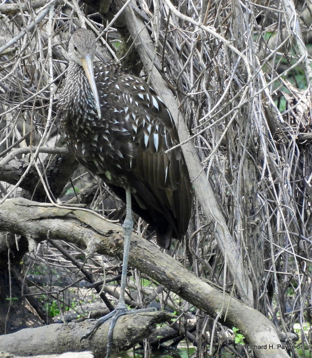 eBird Checklist - 18 Jul 2023 - Shawnee Lookout Ramp - 13 species