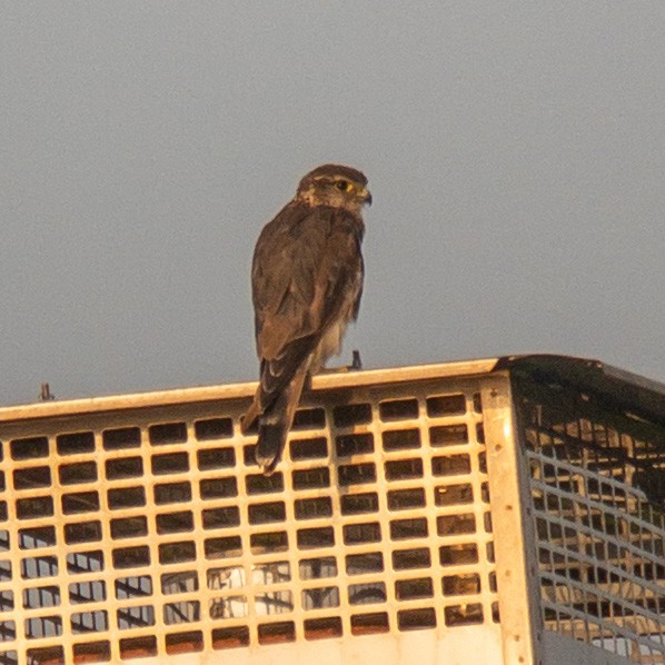 eBird Checklist - 19 Jul 2023 - Castle Rock - 14 species (+1 other taxa)