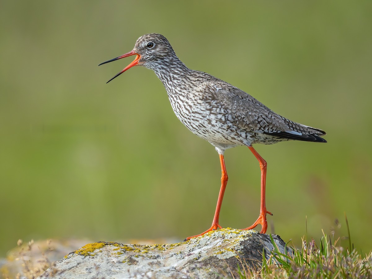 Common Redshank - Tringa totanus - Birds of the World