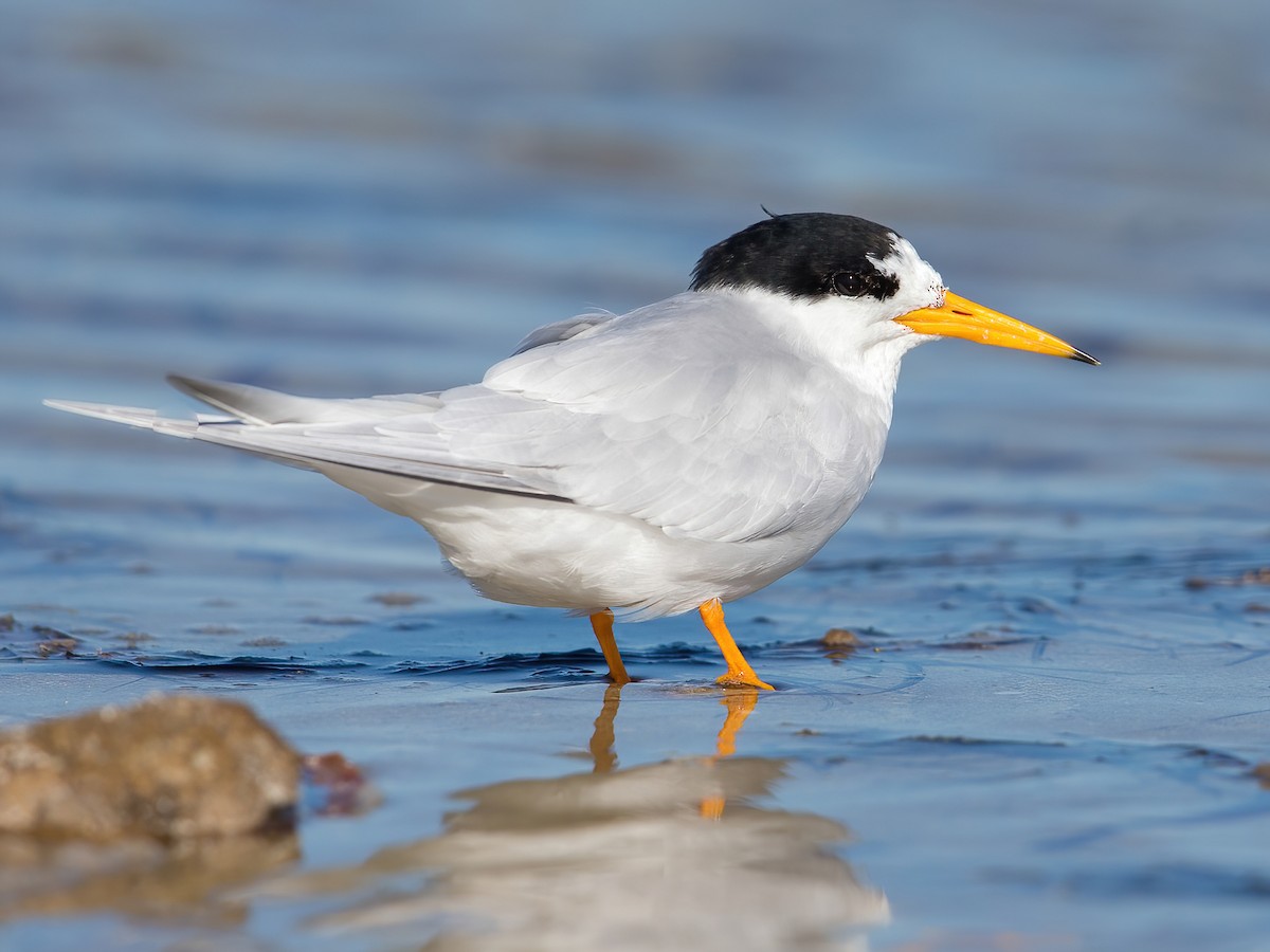 Australian Fairy Tern - Sternula nereis - Birds of the World