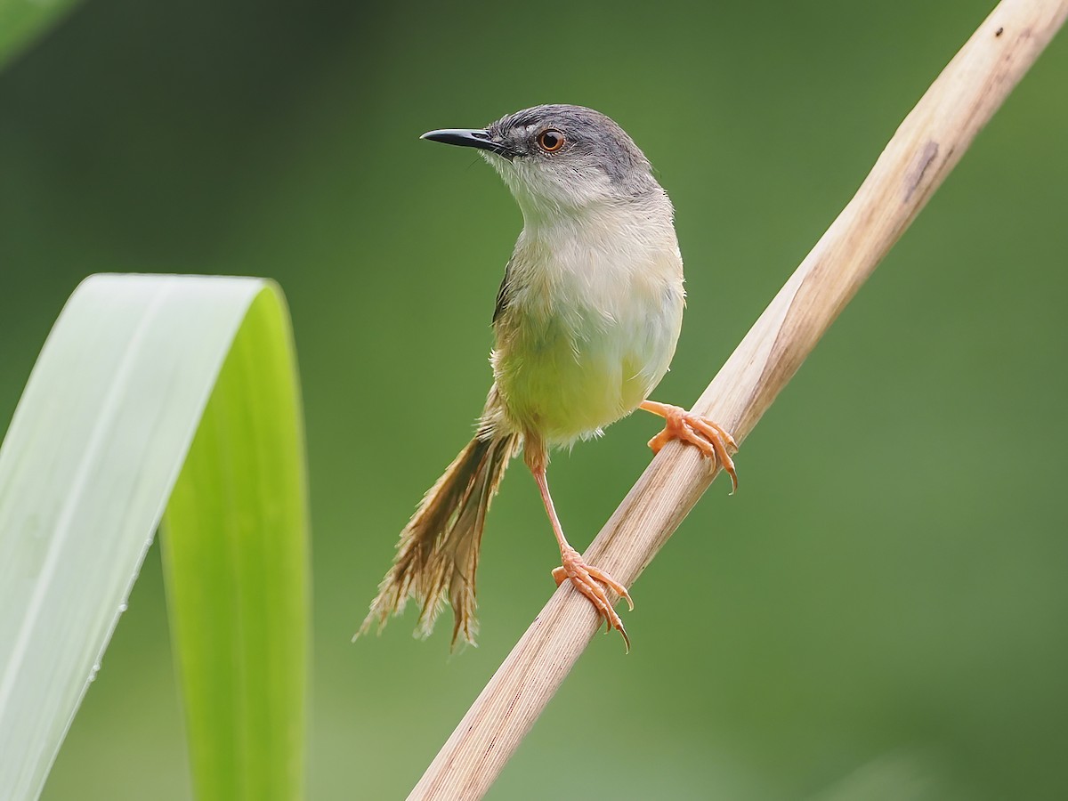 Yellow-bellied Prinia - Prinia flaviventris - Birds of the World