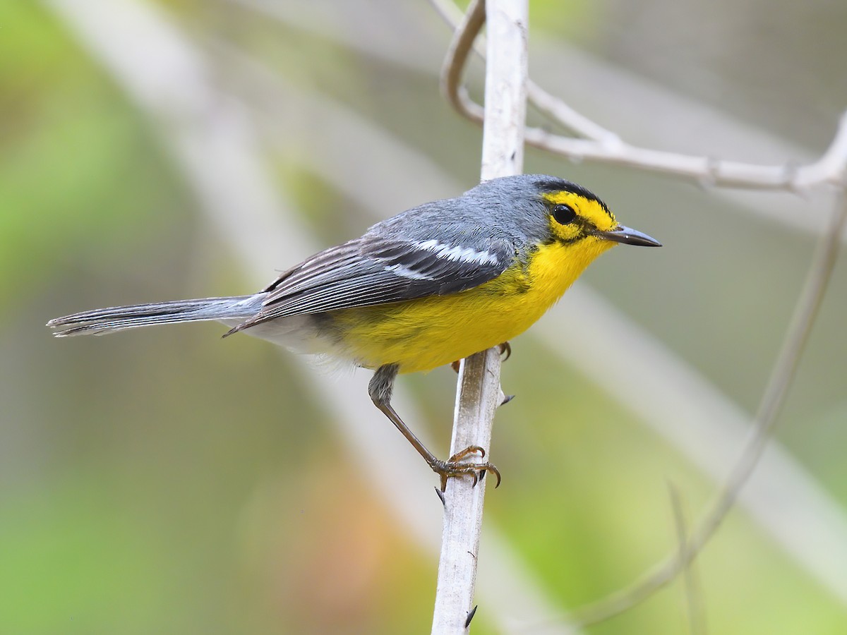 St. Lucia Warbler - Setophaga delicata - Birds of the World