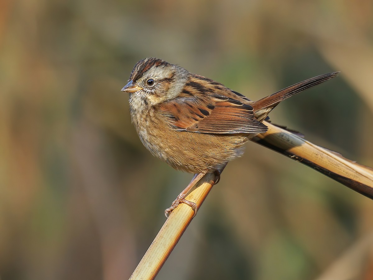 Swamp Sparrow - Melospiza georgiana - Birds of the World