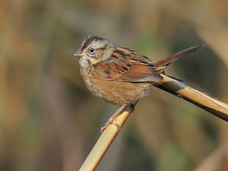 Swamp Sparrow - Melospiza georgiana - Birds of the World