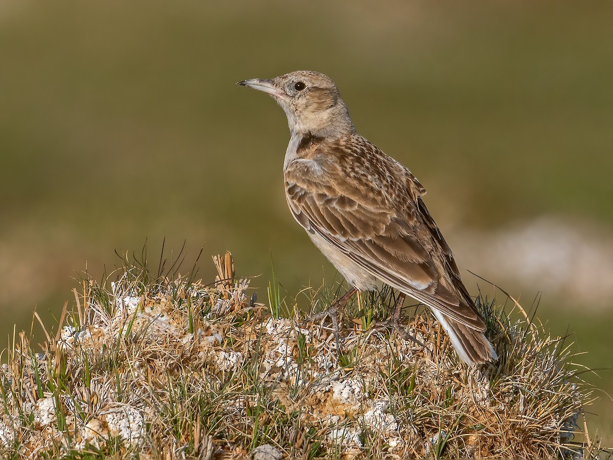 Tibetan Lark - Melanocorypha maxima - Birds of the World