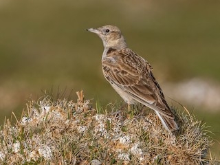 Tibetan Lark - Melanocorypha maxima - Birds of the World