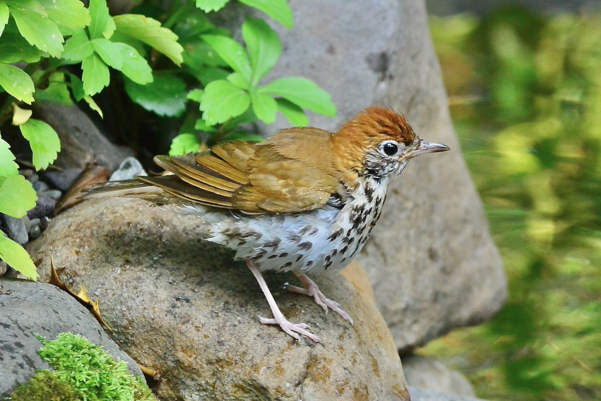 eBird Checklist - 18 Jul 2023 - My Yard - 7 species