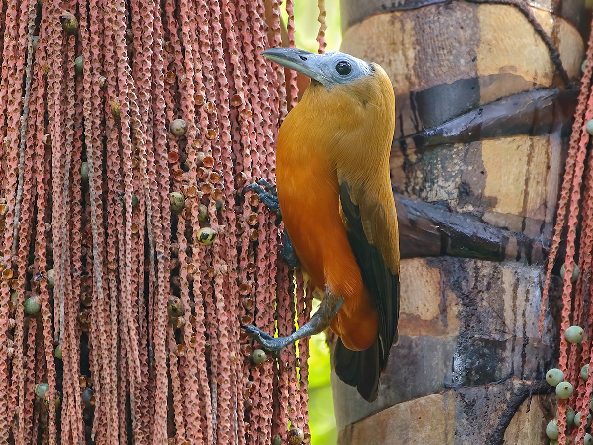 Capuchinbird - Perissocephalus tricolor - Birds of the World