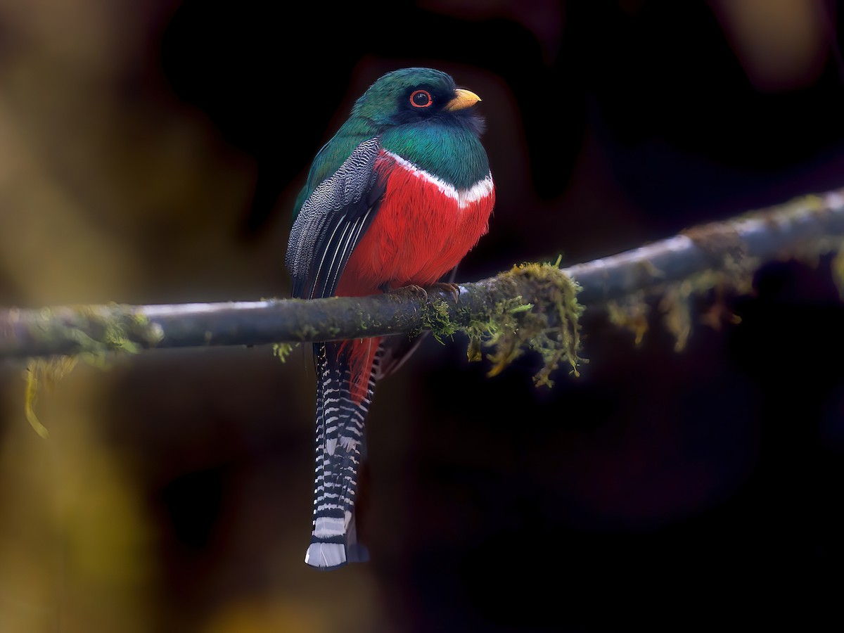 Collared Trogon - Trogon collaris - Birds of the World