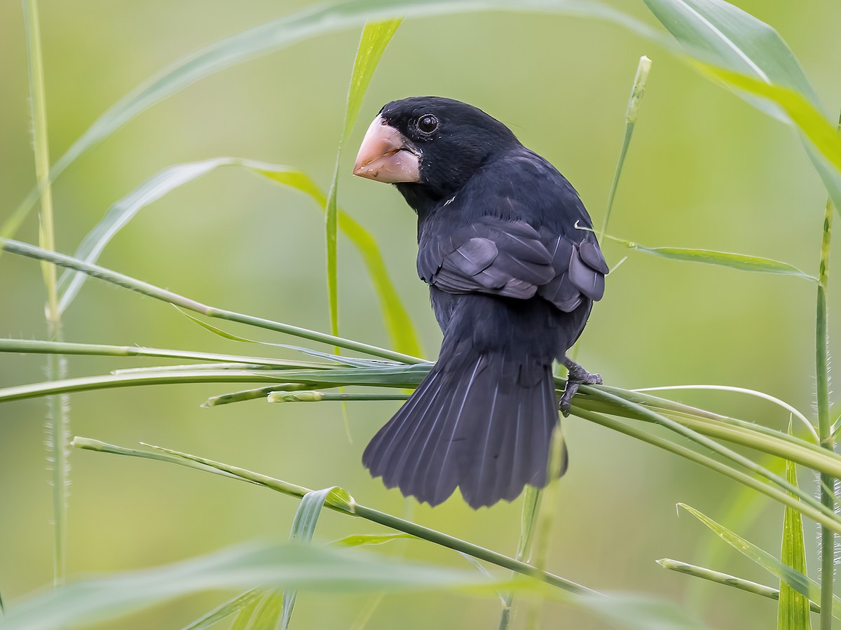 Nicaraguan Seed-Finch - Sporophila nuttingi - Birds of the World