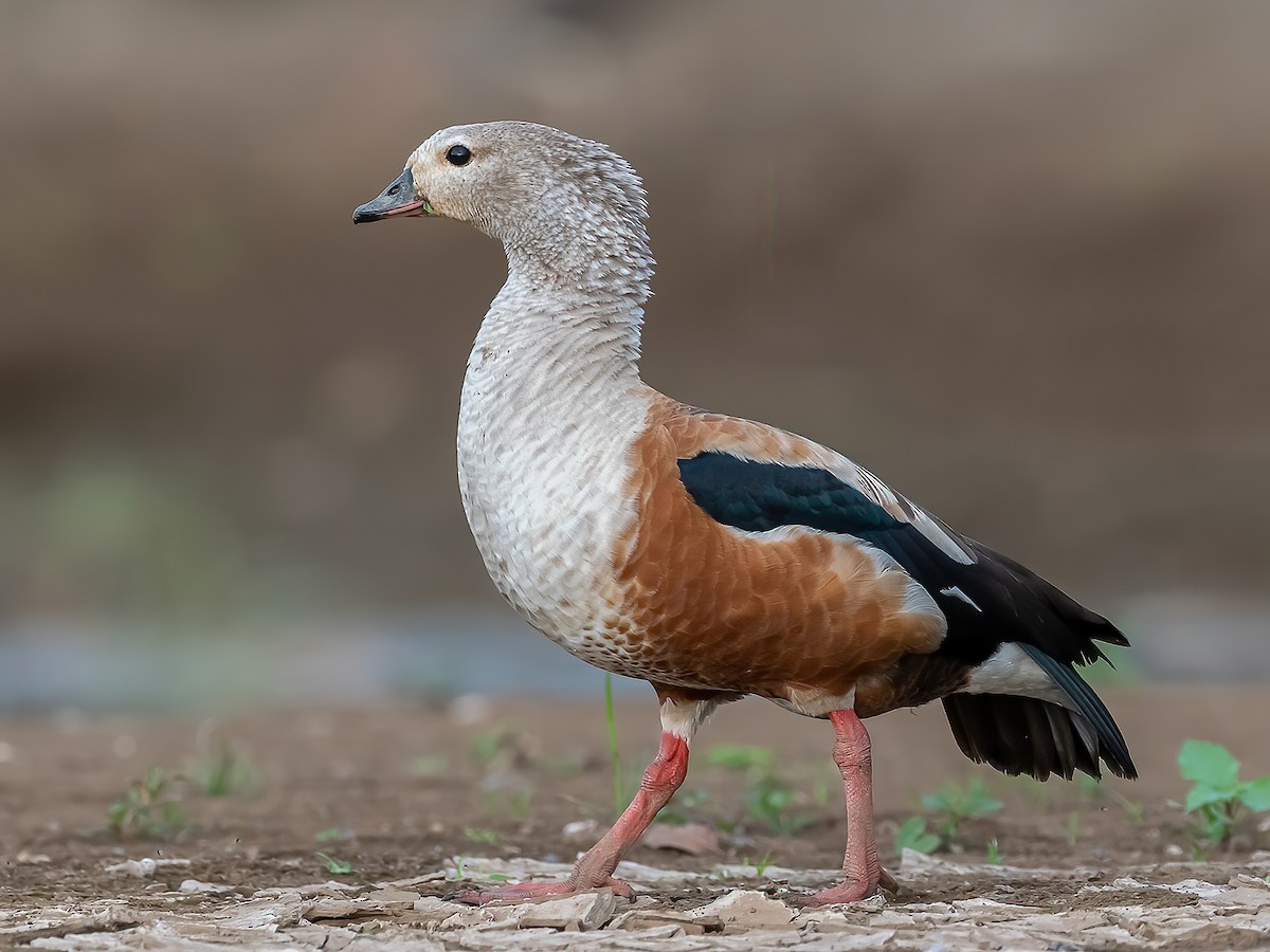 Orinoco Goose - Oressochen jubatus - Birds of the World