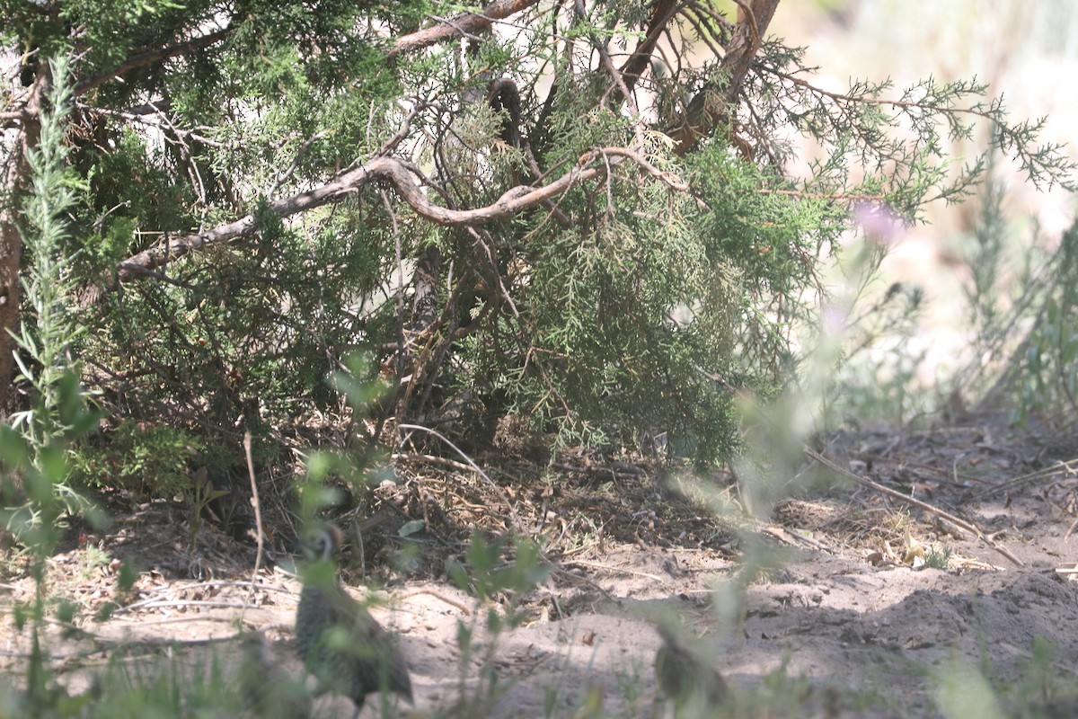 eBird Checklist - 19 Jul 2023 - Hermosa/F157 - 1 species