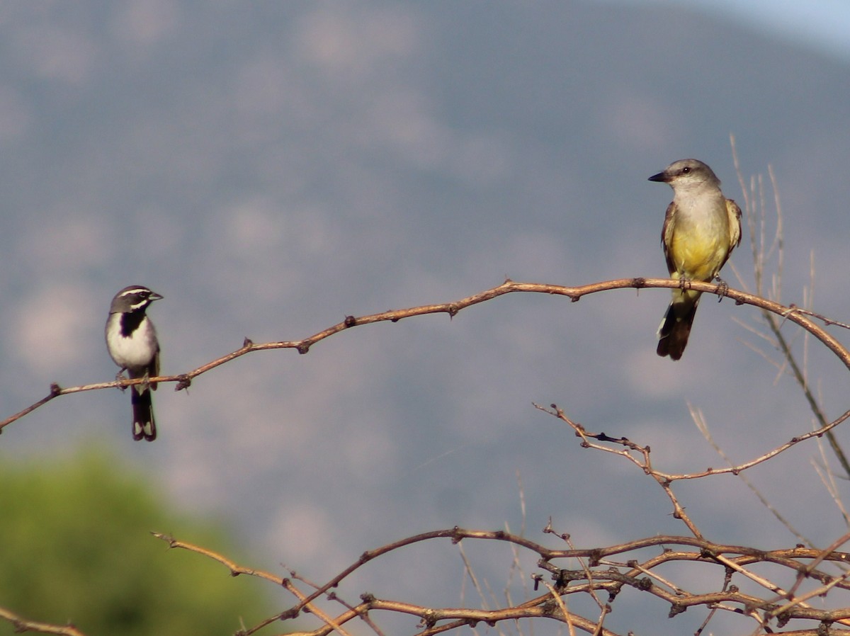 eBird Checklist - 17 Jul 2023 - stakeout Blue-black Grassquit, Cluff ...