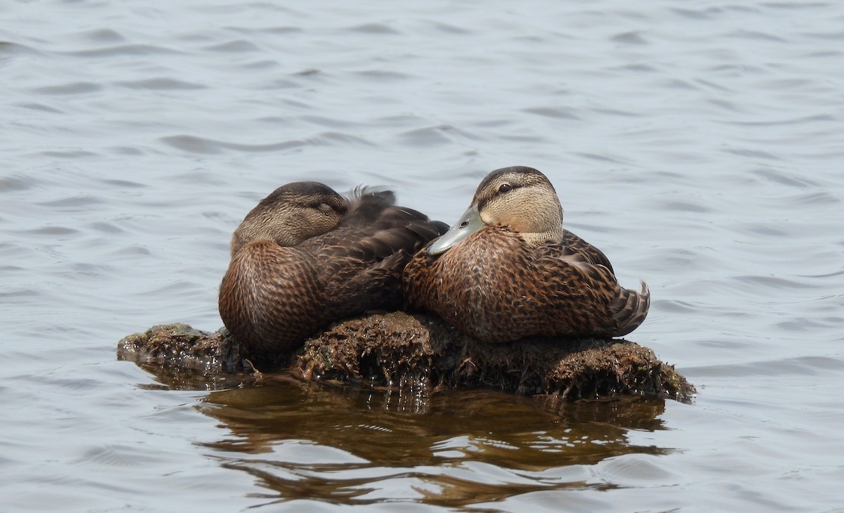 Mass Audubon eBird Checklist - 19 Jul 2023 - Squantum Marshes - 28 ...