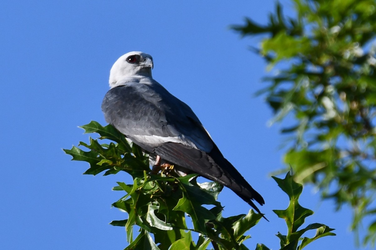 Mississippi Kite - Ictinia mississippiensis - Media Search - Macaulay ...
