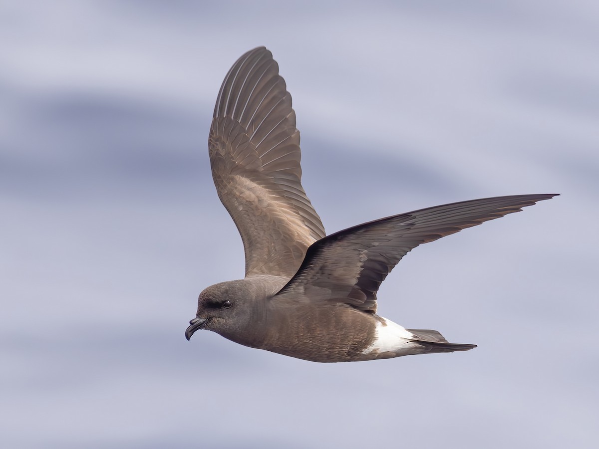 Monteiro's Storm-Petrel - Hydrobates monteiroi - Birds of the World