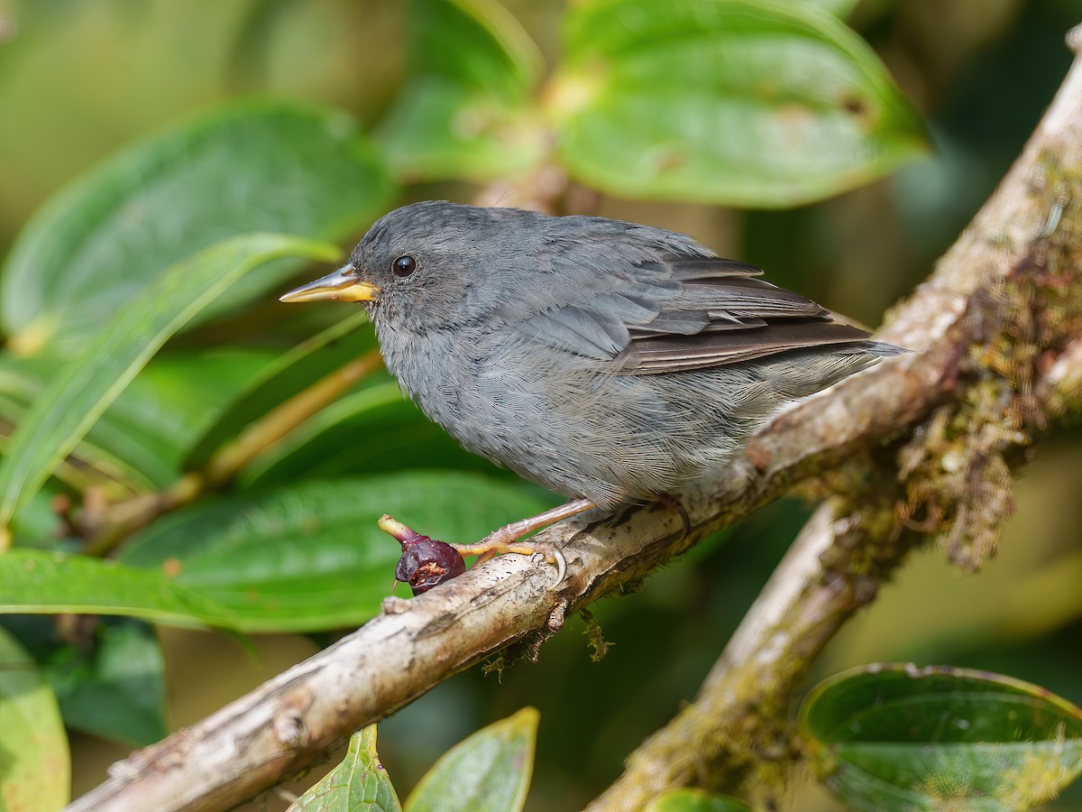 Peg-billed Finch - Acanthidops bairdi - Birds of the World