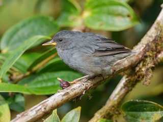 Peg-billed Finch - Acanthidops bairdi - Birds of the World