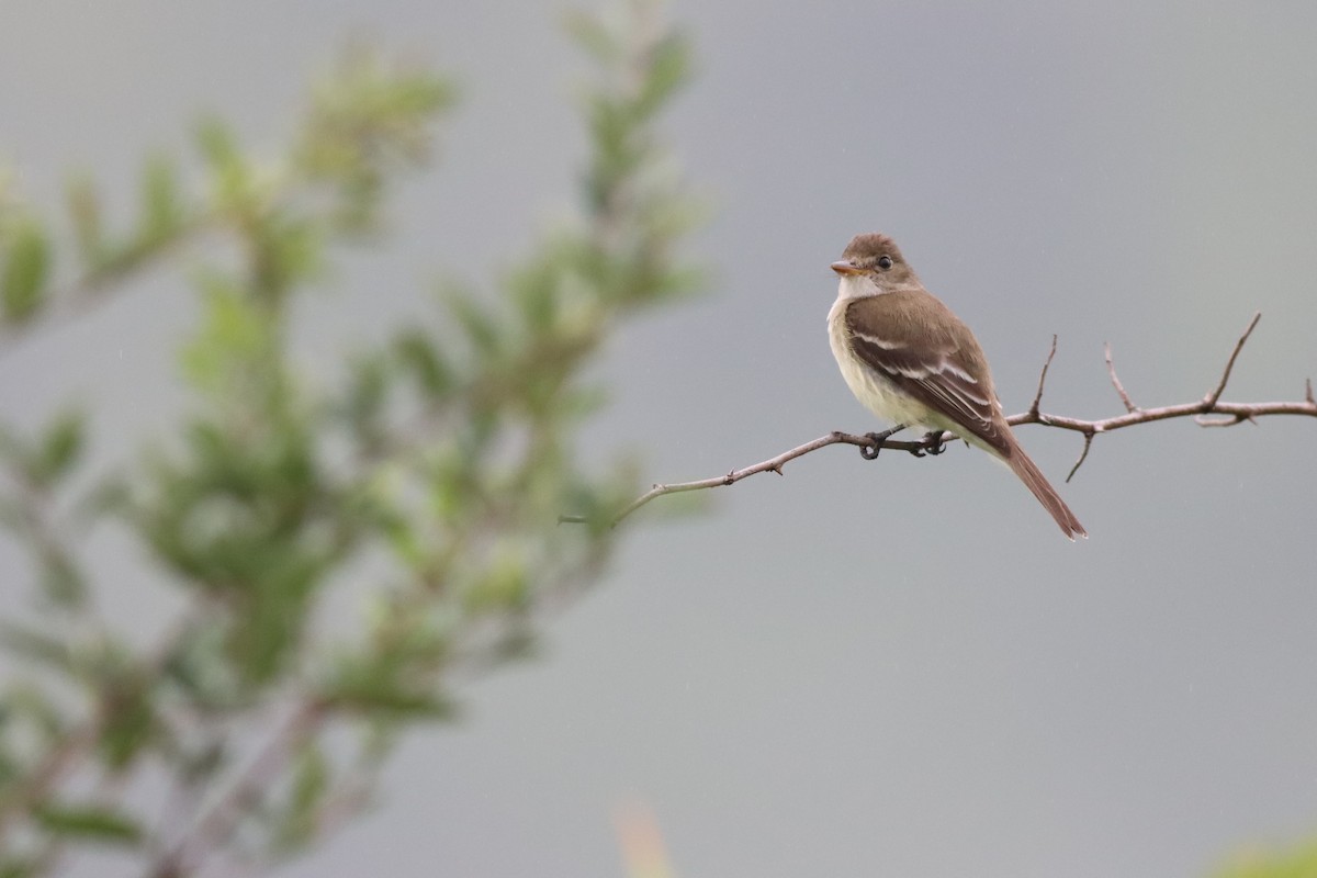 eBird Checklist - 20 Jul 2023 - Donegal Lake - 49 species
