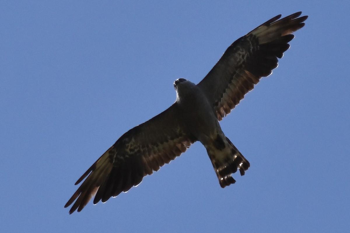 Mississippi Kite - Ictinia mississippiensis - Media Search - Macaulay ...