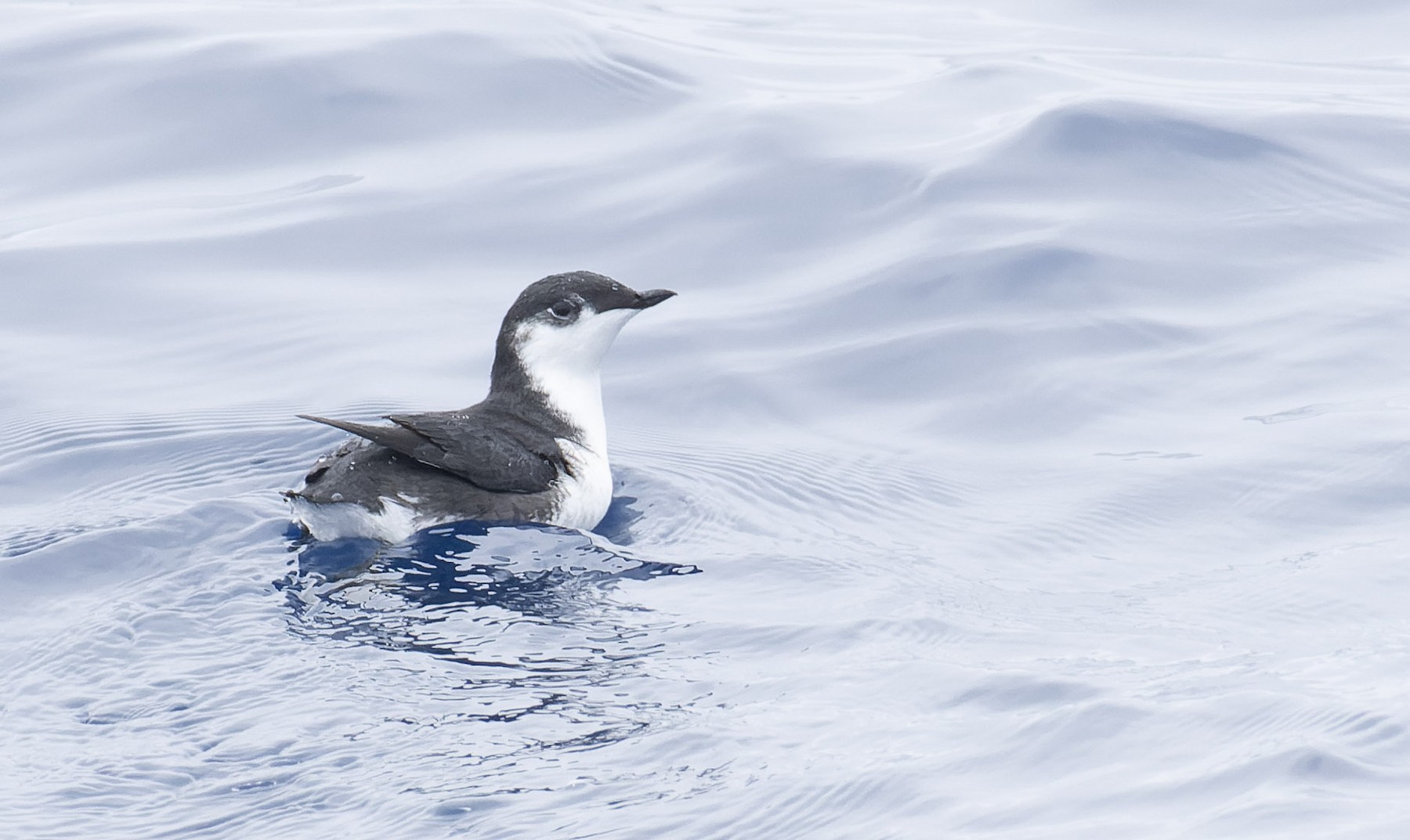 Scripps's/Guadalupe Murrelet (Xantus's Murrelet) - eBird