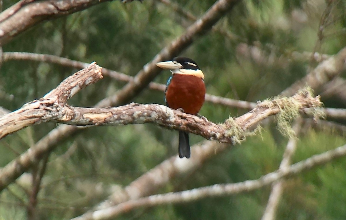 eBird Checklist - 1 Jul 2023 - Varirata National Park - 19 species