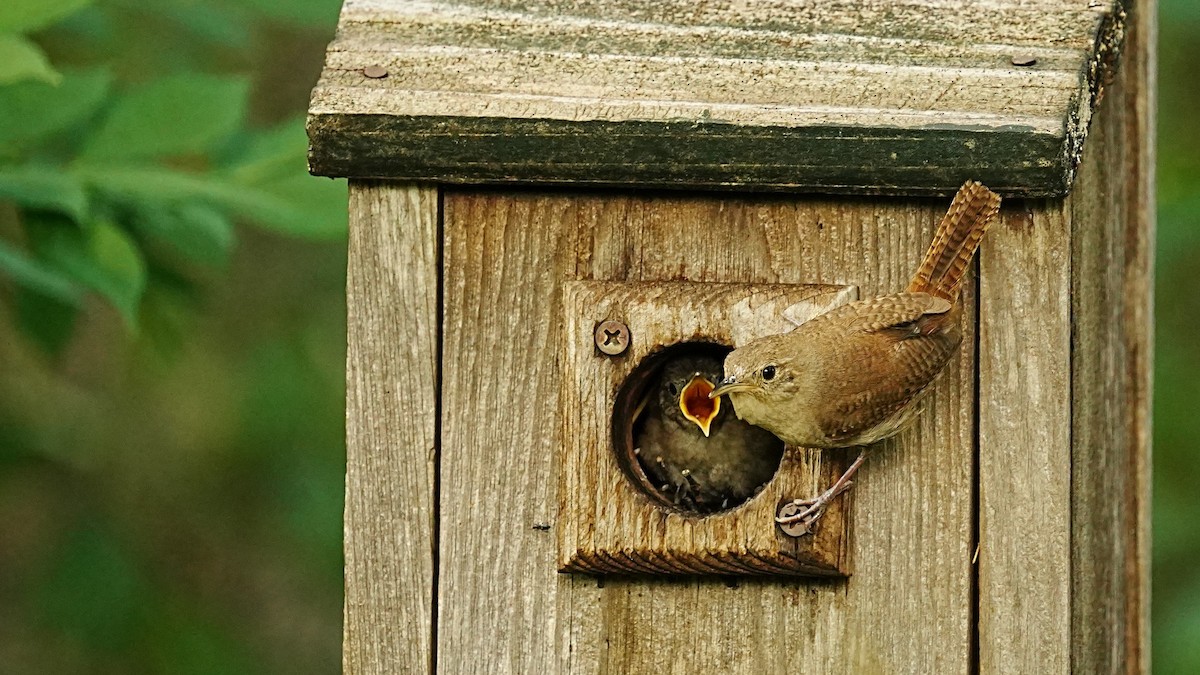 eBird Checklist - 21 Jul 2023 - 6222 King Graves Rd, Fowler US-OH (41. ...