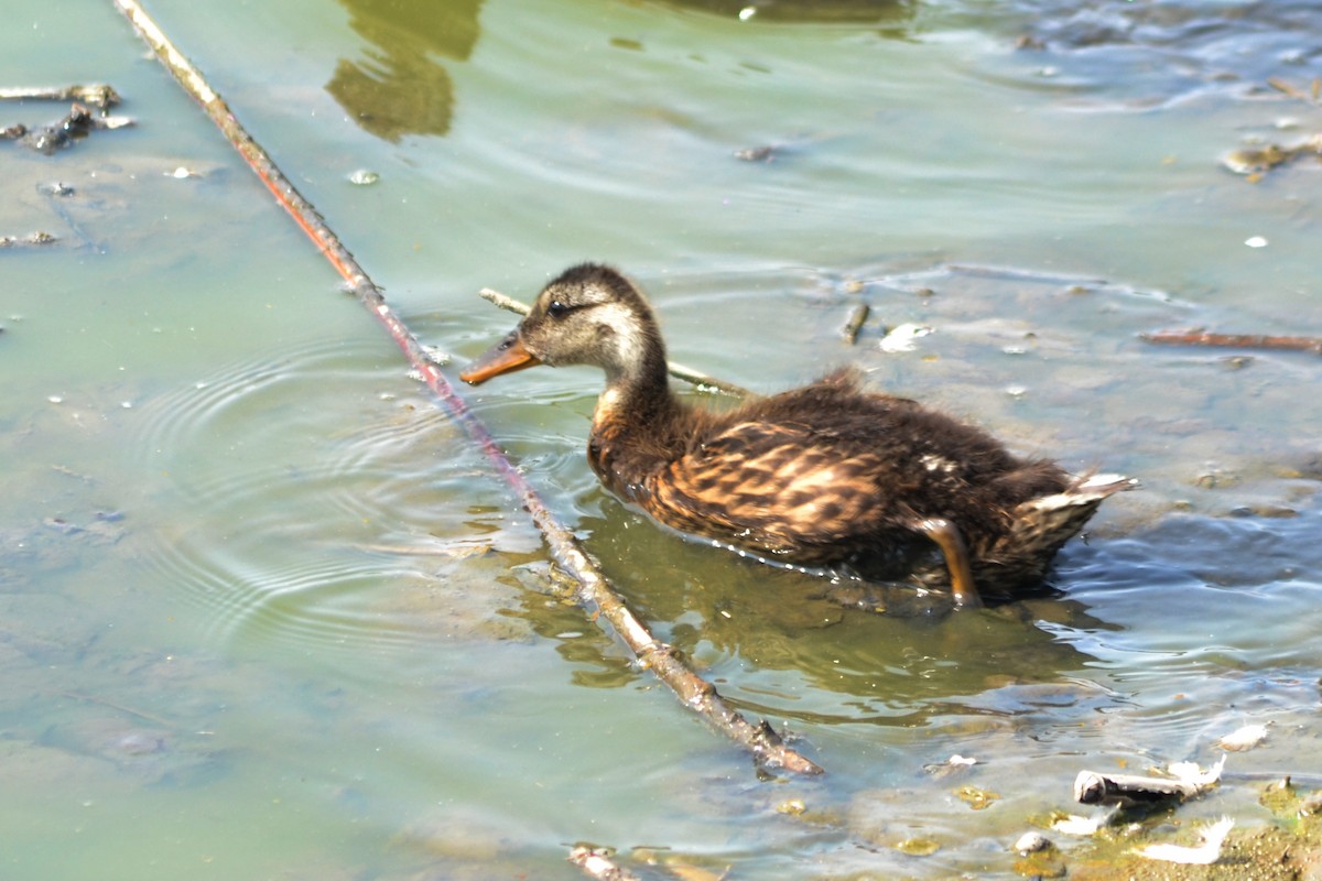 eBird Portugal Checklist - 21 Jul 2023 - Lagoa de Albufeira--área geral ...