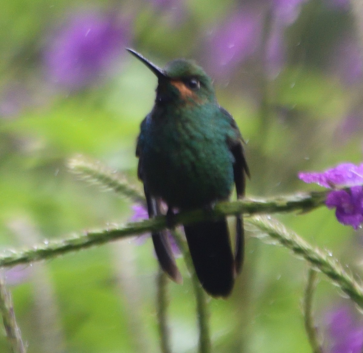 eBird Checklist - 16 Jul 2023 - Curi-Cancha Refugio de Vida Silvestre ...